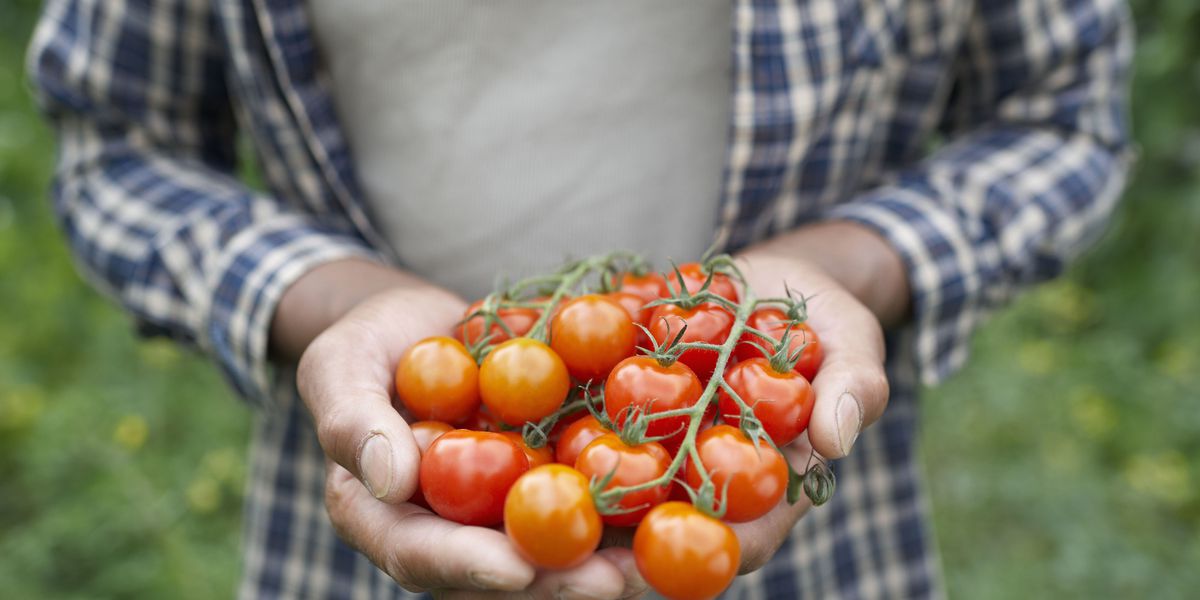¿Cómo cultivar frutas en casa? – Verdicultura